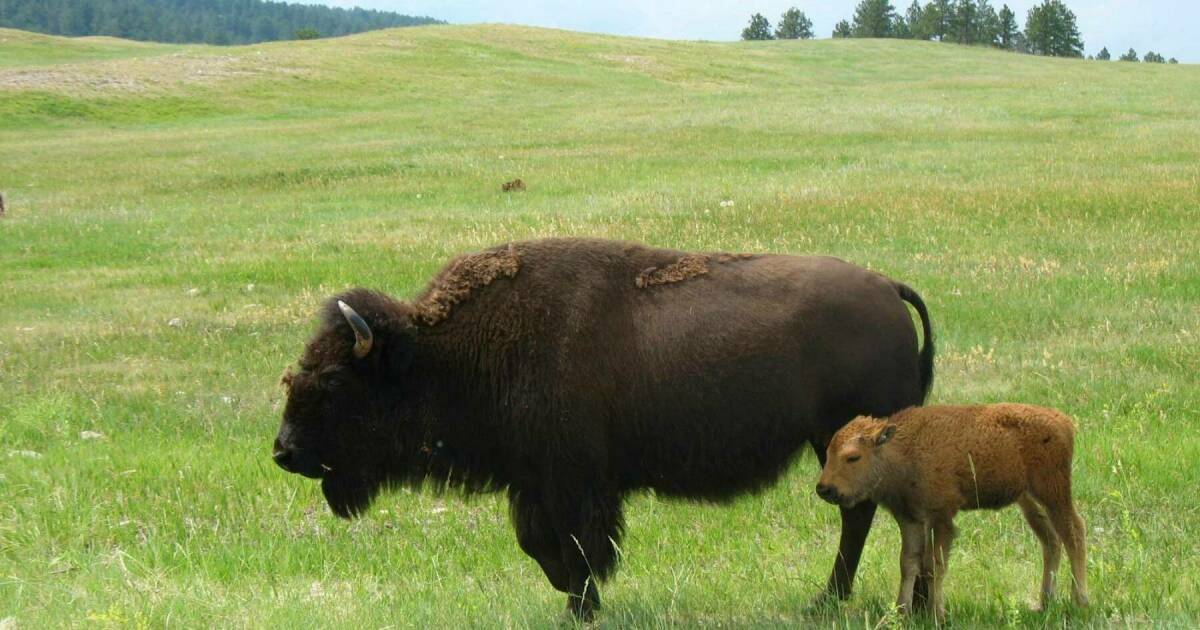 FAQs Camping in Spearfish | ELKHORN RIDGE RESORT