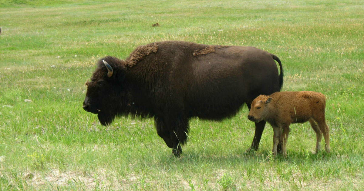 Top 3 Things To Do At Elkhorn Ridge | ELKHORN RIDGE RESORT